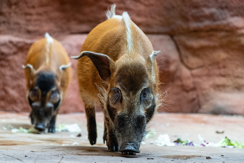 Pražská zoo představila zvířecí sirotky, lidé je mohou adoptovat a ...