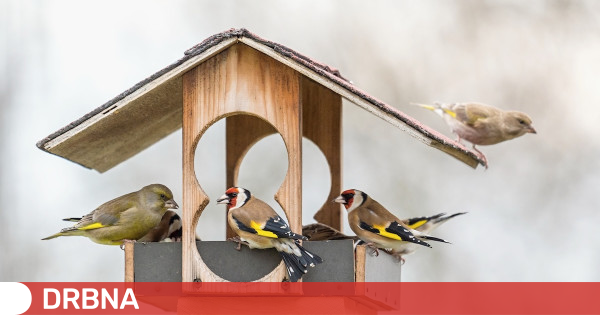 Ptačí hodinka je za dveřmi. Od pátku budou lidé po celém Česku sčítat ...