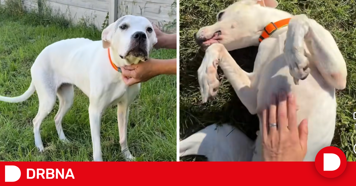 Zanedbanou fenku Dorotku vrátili po adopci do útulku. Hledá nový domov