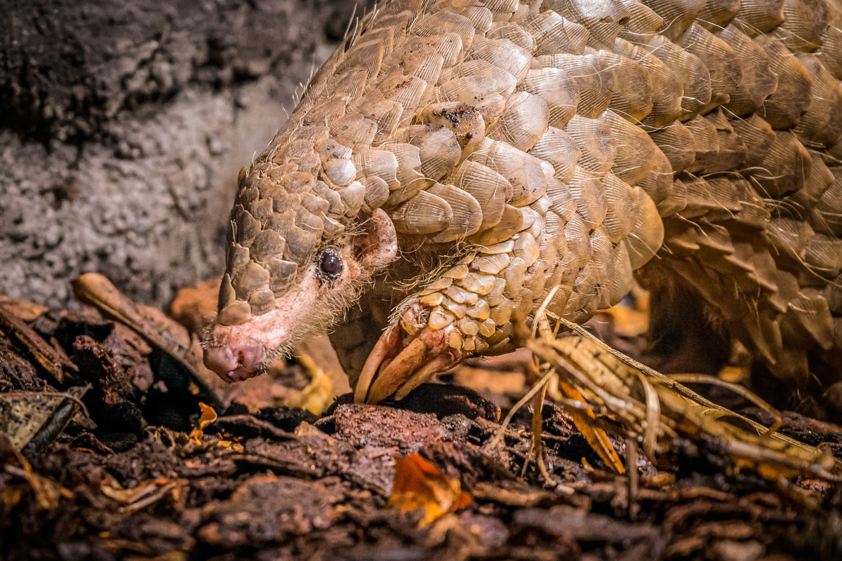 V pražské zoo uhynula samička luskouna přezdívaná Fazolka