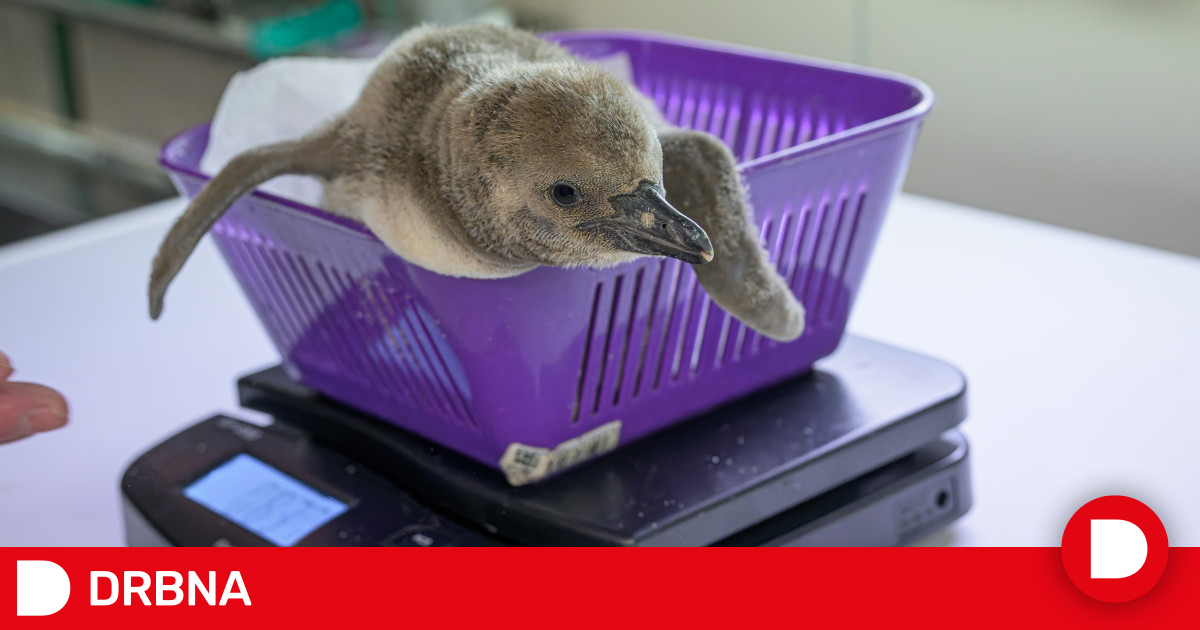 Roztomilé tučňáčí mládě z pražské zoo roste jako z vody. Váží skoro ...