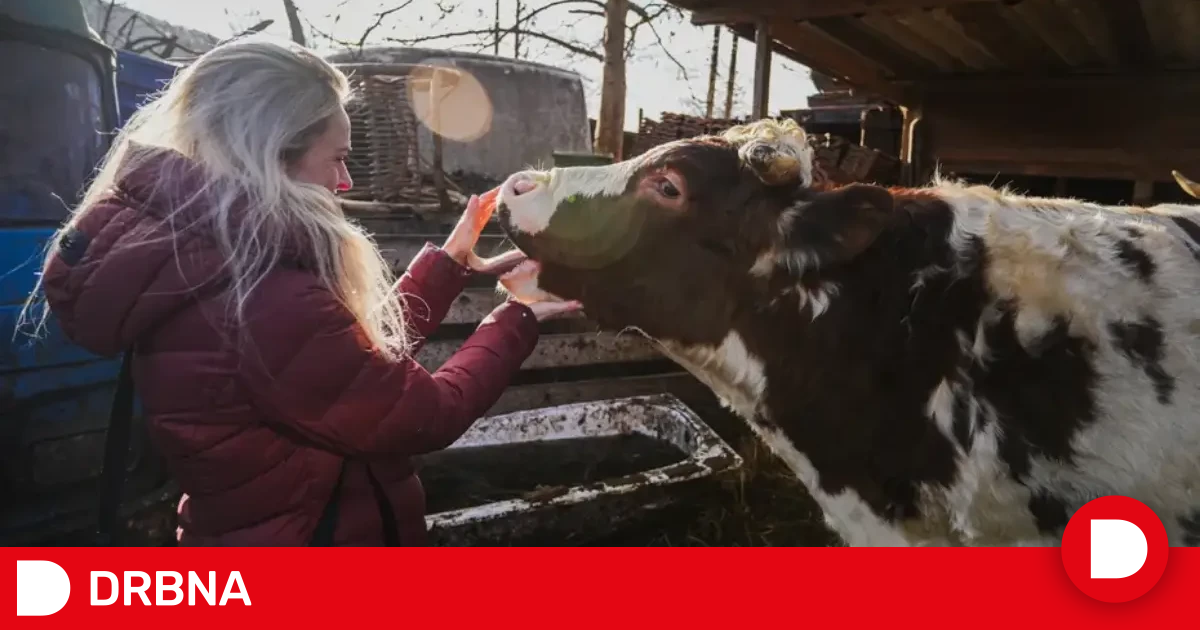Zanedbané krávy jen o kus unikly porážce. Ochránci zvířat pro ně teď ...
