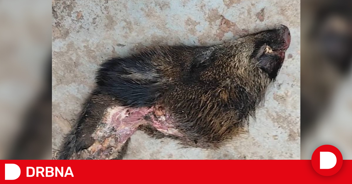 Poradci pražské náměstkyně Komrskové hodil maskovaný muž za plot hlavu ...